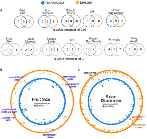 Snp Trait Associations Detected By Modeling Tetraploid And Diploid Download Scientific