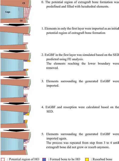 Schematic Diagram Of The Sequential Bone Remodelling Algorithm Used To