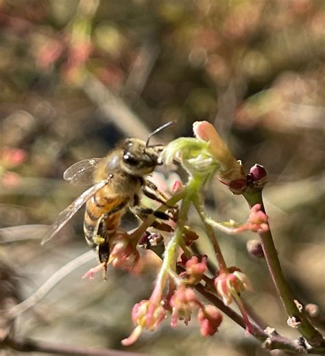 The Three Different Types Of Honeybees In A Hive DALLAS GARDEN BUZZ