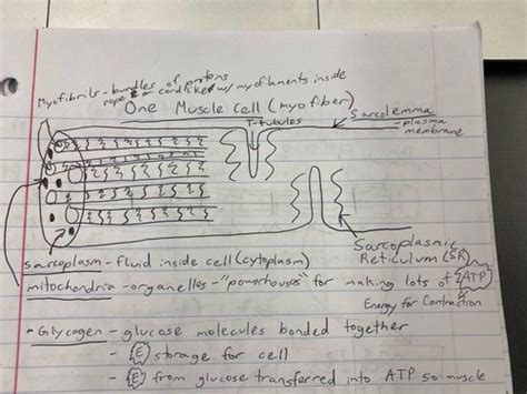 Review For Unit 2 Lecture Exam Flashcards Quizlet