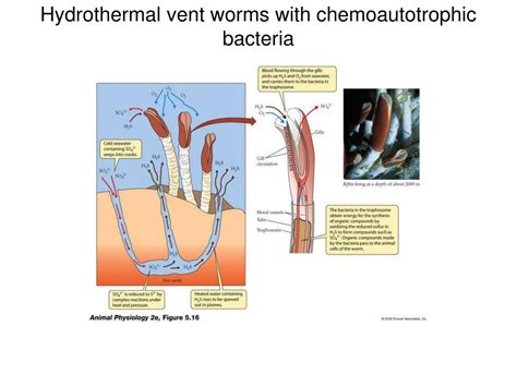 Ppt Chp 5 Nutrition Feeding And Digestion Powerpoint Presentation