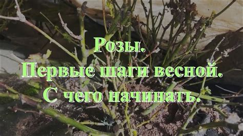 Розы. Первые шаги весной.С чего начинать. Питомник растений Е. Иващенко ...