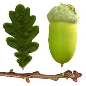 Tree Tools For Babes Woodland Trust