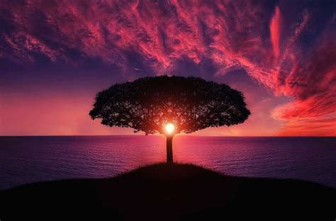 How To Use Tree Symbolism To Inspire And Guide Us In Nurturing Our Spiritual Growth