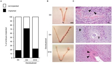 A Sterile Mated C57bl 6 Female Mice Were Subjected To Laparotomy And Download Scientific