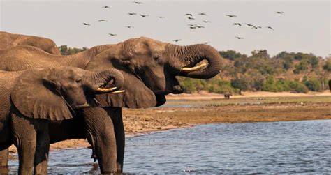 How Botswana Wildlife Conservation Helps Fight Poaching
