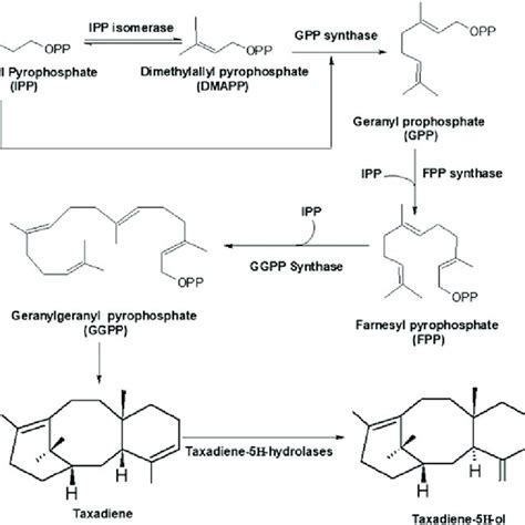 Examples Of Different Classes Of Terpenoids Download Scientific Diagram