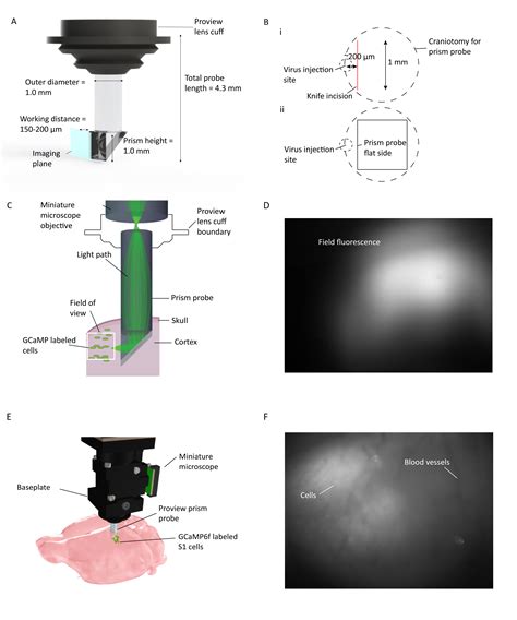 Multi Layer Cortical Ca2 Imaging In Freely Moving Mice With Prism