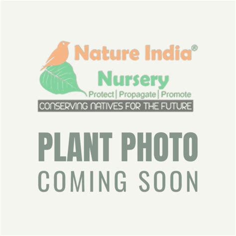 Buy Desmostachya Bipinnata Plant In Bulk Online Nature India Nursery