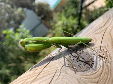 Premium Photo Close Up Of Grasshopper On Wood