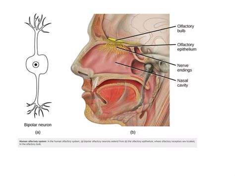 Olfactory And Gustatory Receptors Pptx