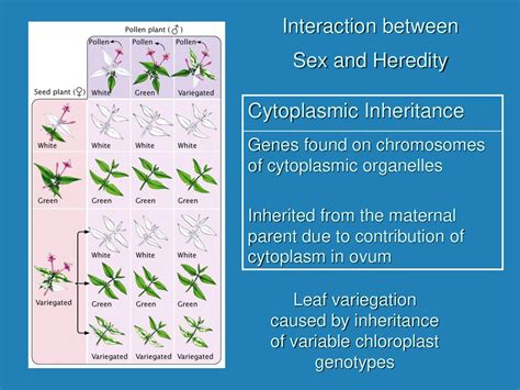 additional genetic patterns ppt download