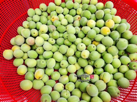 매실수확시기 매실효능 매실차 매실주 매실액 매실청 네이버 블로그