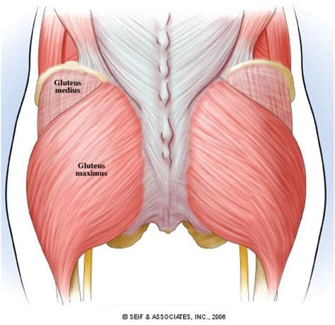 Symptoms Of Glute Dysfunction And Rehab Techniques — Elite Hp