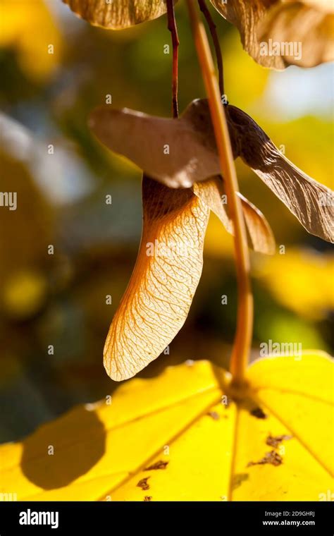 Autumn Tree With Foliage Changed Color In The Autumn Season Stock Photo Alamy