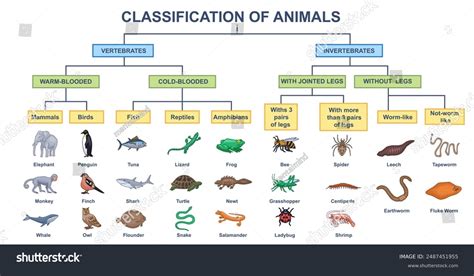 Animal Classification Diagram Educational Infographics Studying Stock