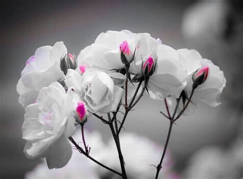 Selective Color 62 Pics