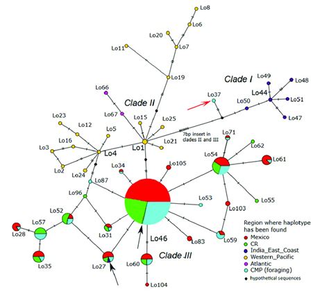 Minimum Spanning Network Msn For Mtdna Control Region Haplotypes Of