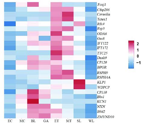Hierarchical Clustering Of The Cilium Related Genes In U Unicinctus