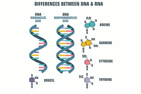 Rna Nucleotide Dna Vs Rna Whats The Difference Earth How