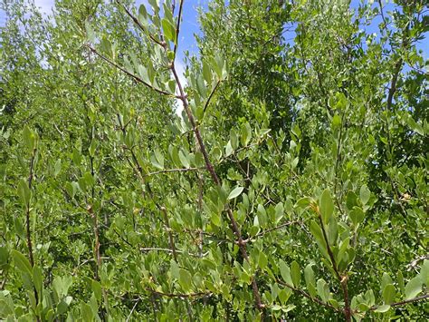 Forestiera Pubescens New Mexico Privet New Mexico Privet Flickr