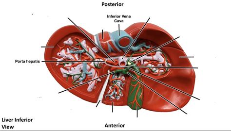 KN 252 Lab Exam 3 Liver Model Diagram Quizlet