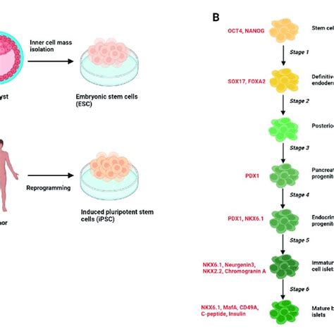 Schematic Of The Generation Of Stem Cell Derived Pancreatic Beta Cell Download Scientific