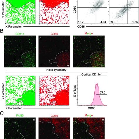Cleaved Caspase 3 Distinguishes Thymocytes Undergoing Clonal Deletion