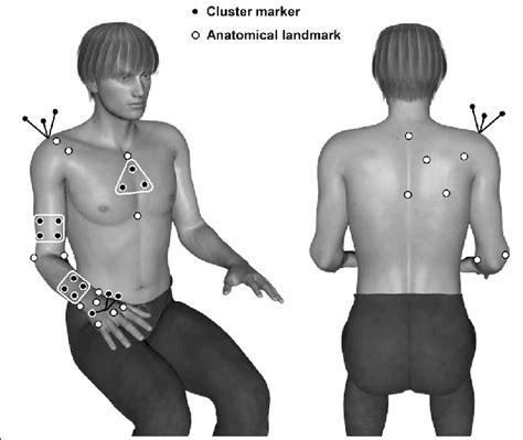 Marker Positions Positions Of Cluster Markers Black Center And Download Scientific Diagram