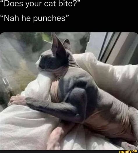 ~does Your Cat Bite Nah He Punches Ifunny