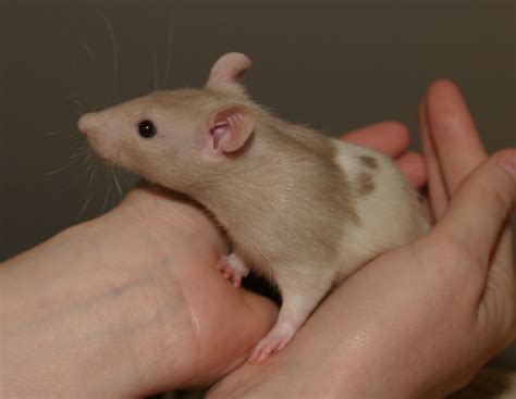 The Diaper Brand Litter Mainely Rat Rescue