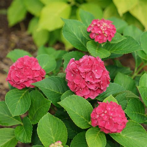 Wee Bit Grumpy® Bigleaf Hydrangea Proven Winners Bigleaf Hydrangea Big Leaf Hydrangea