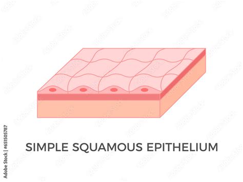 Simple Squamous Epithelium Epithelial Tissue Types A Single Layer Of