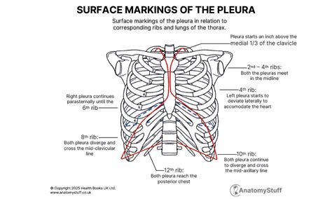 Surface Anatomy Lungs Lung Wikipedia