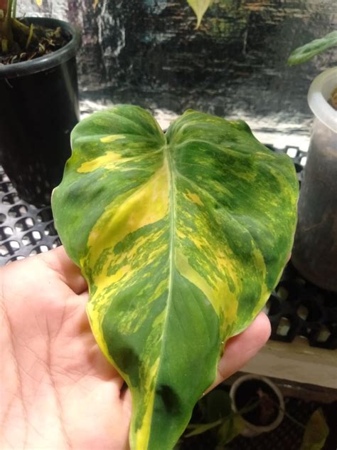 Philodendron Mican Variegated R Philodendron