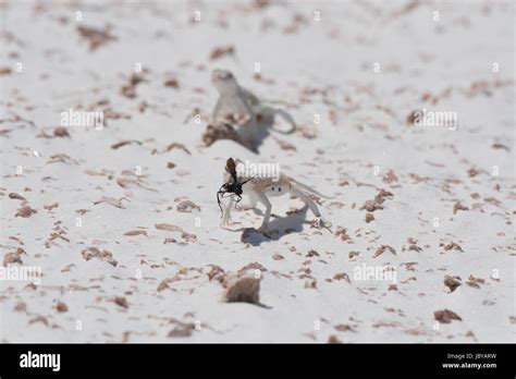 Bleached Earless Lizard Holbrookia Maculata Ruthveni White Sands