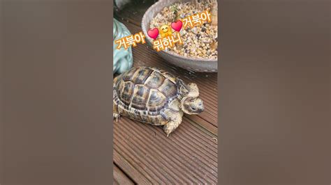 언니가 키운 애완용 거북이 너무 귀여웡🤗🤗 Youtube