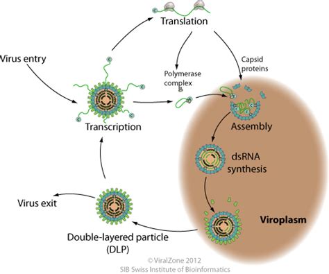 Dsrna Replicationtranscription ~ Viralzone