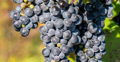 Interesting Facts About Saperavi