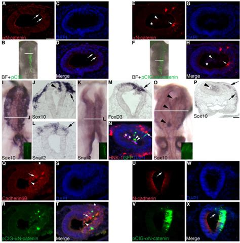 Overexpression Of αn Catenin In The Developing Neural Crest Cell