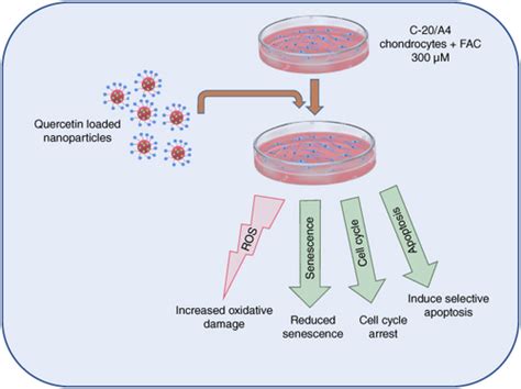Nanoparticle Delivered Quercetin Exhibits Enhanced Efficacy In Eliminating Iron Overloaded