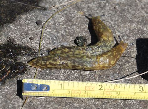 Photographing Slugs For Identification North Sutherland Wildlife Group
