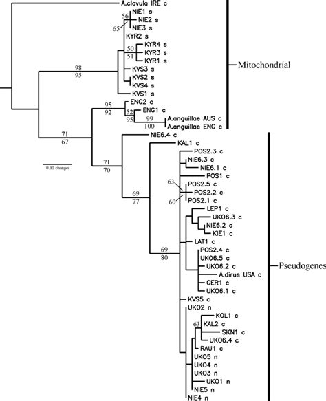 single most parsimonious tree of sequence relationships location