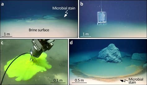 Deep Beneath The Red Sea Scientists Discover A Toxic ‘ocean Within An Ocean That Shouldnt Exist