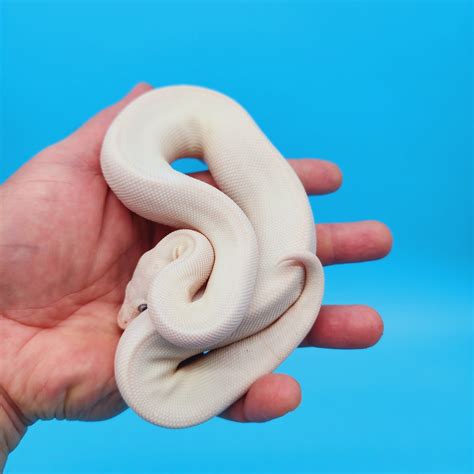 Male Blue Eye Lucy Geeky Gecko Creations