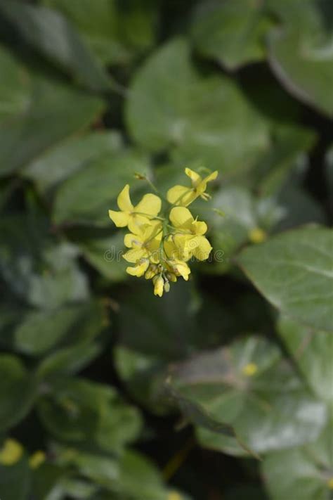 Bishops Hat Stock Image Image Of Outdoors Alpine Close 307753855