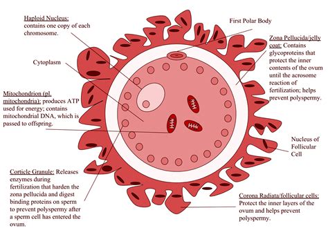 Human Eggs Are A Alecithal B Microlecithal C Mesolecithal D Macrolecithal