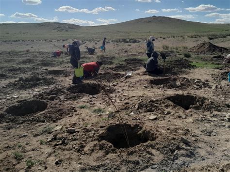 Сүхбаатар аймагт 60 толгой Монгол тарвага нутагшуулна Isee Mn