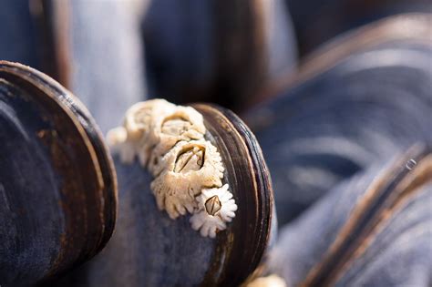 100 Free Barnacle And Nature Images Pixabay