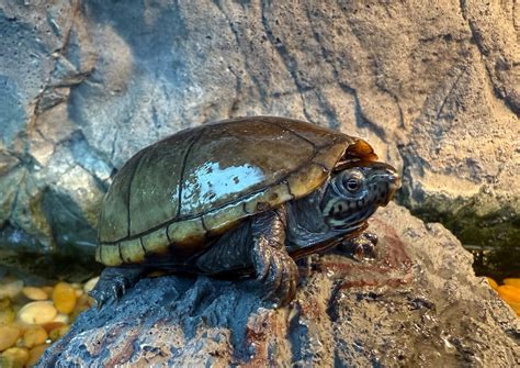 Mud Turtle